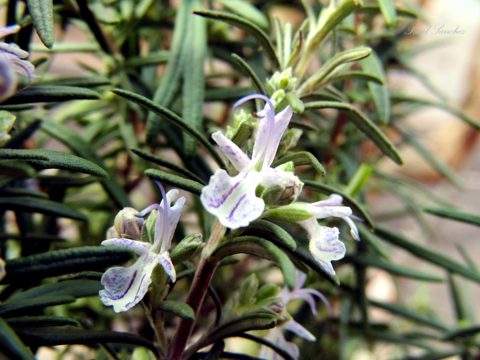 Flores y Plantas: Flor de Romero