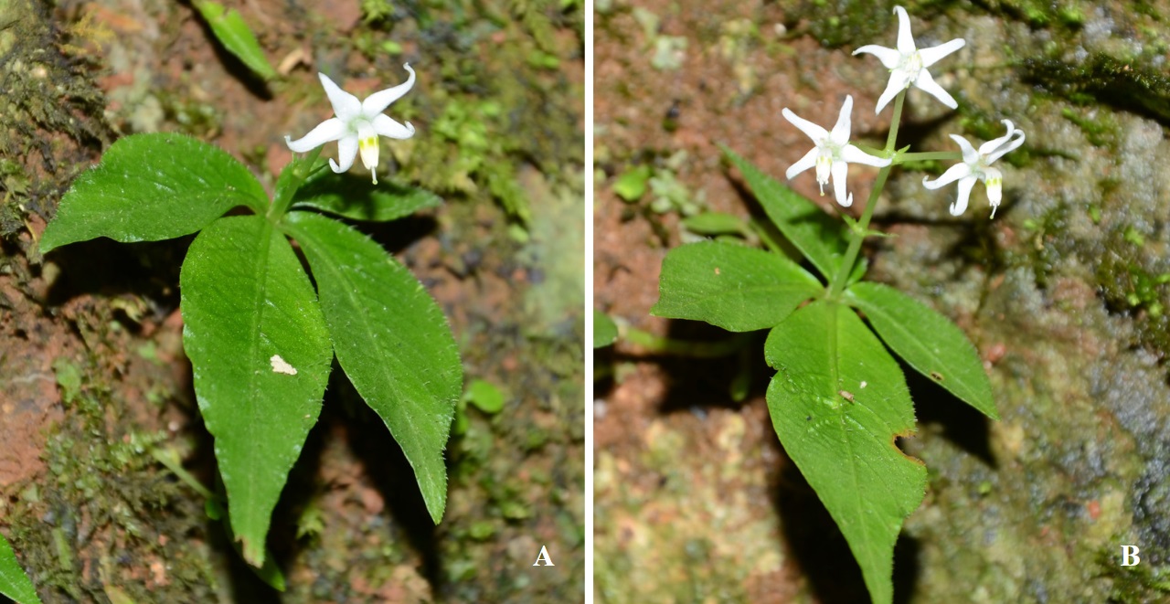 Species New to Science: [Botany • 2019] Notes on the Genus Argostemma ...