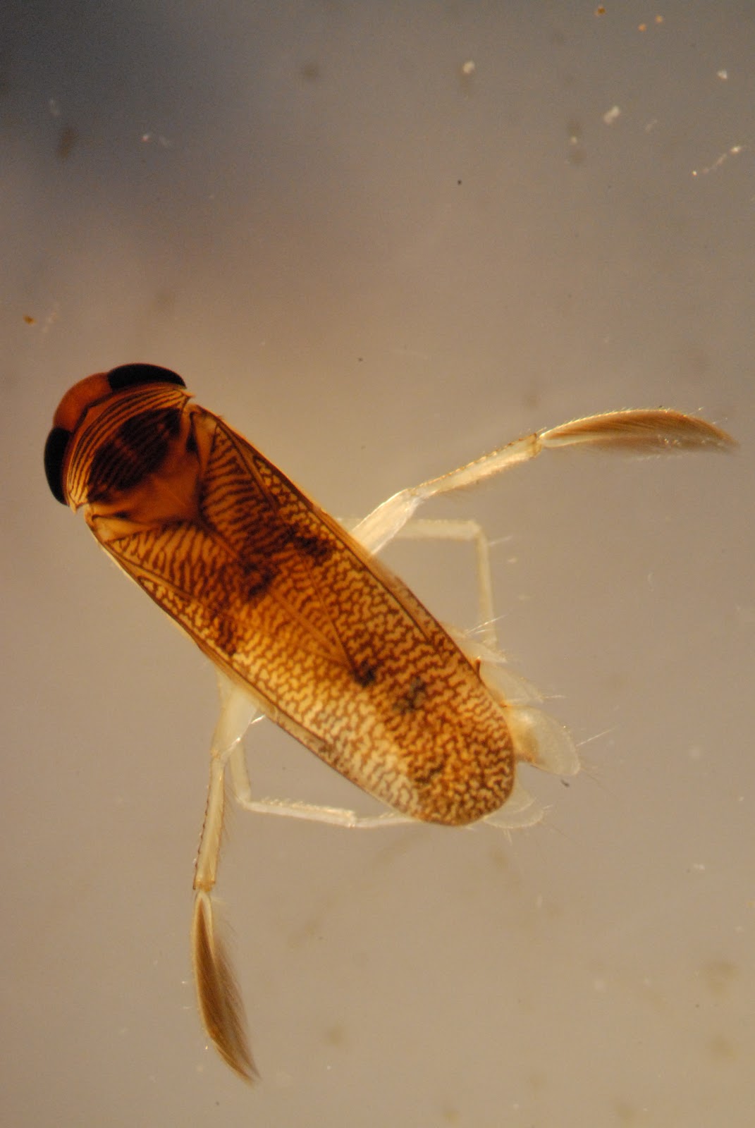 Salt marsh entomologist blog: The aquatics