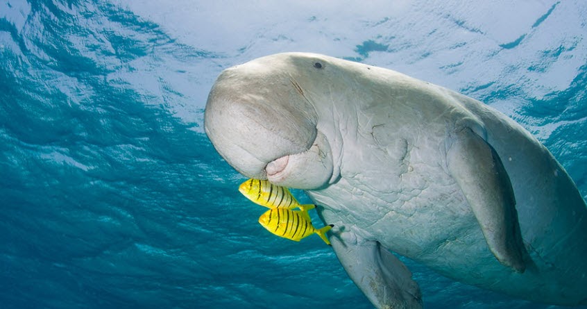 Animal You: Dugong
