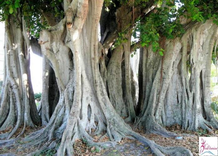 INDIA NATIONAL SYMBOLS -8(NATIONAL TREE"BANYAN TREE")