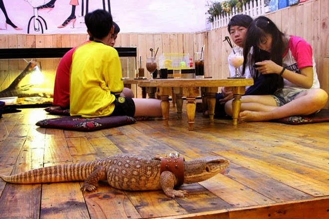 reptile cafe | Photos-Animals-Pets.BlogSpot.com