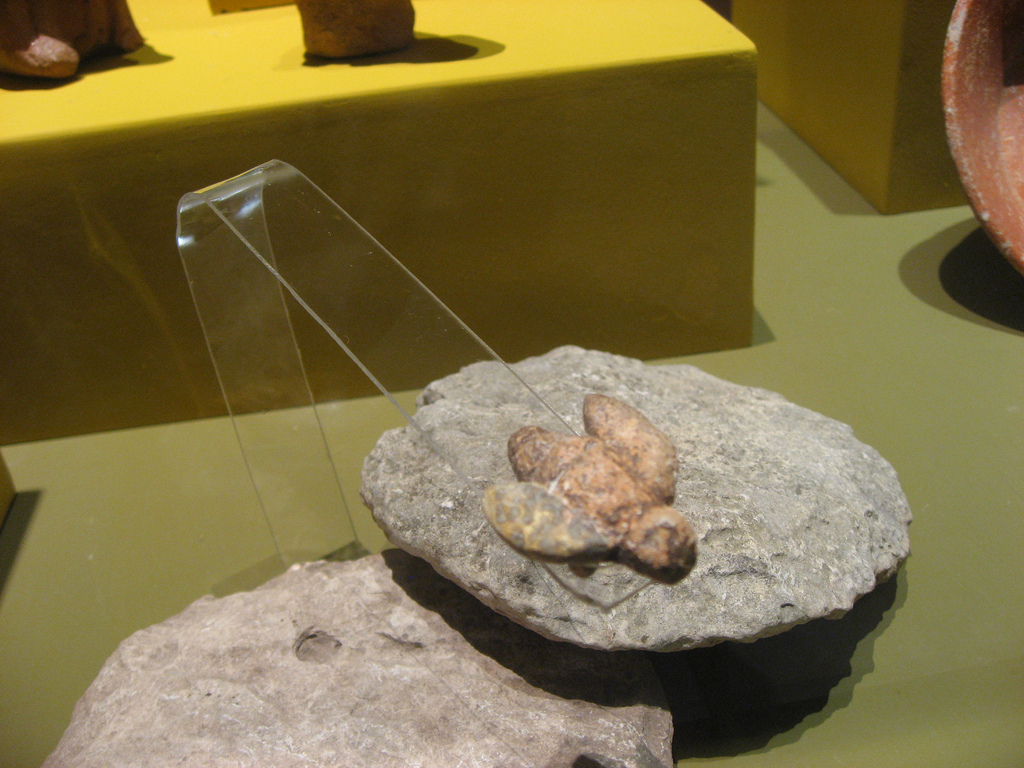 Botany Without Borders: Tajonal, The Secret Mayan Plant