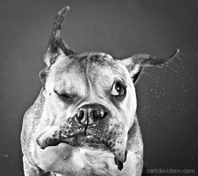 The Gibble: Slow Motion Photos Of Dogs Shaking Their Heads