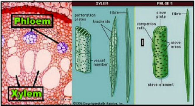 FIRST THINGS FIRST: JARINGAN DEWASA TUMBUHAN