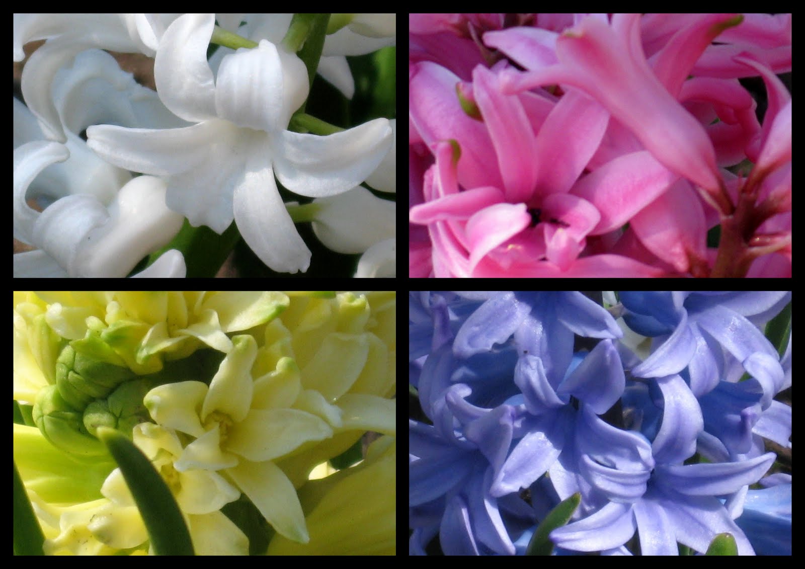 Hyacinthus orientalis - zambila