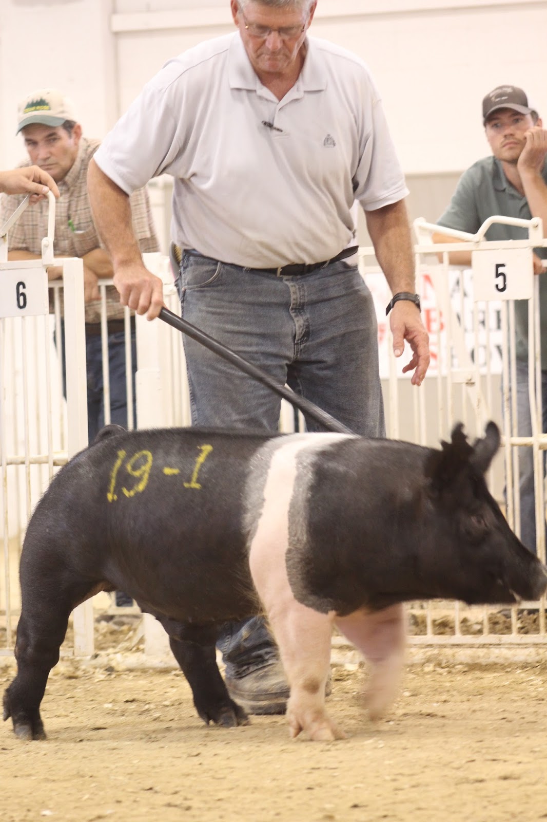 NSR Show & Sale Results: 2013 National Barrow Show Hampshire Boar and ...