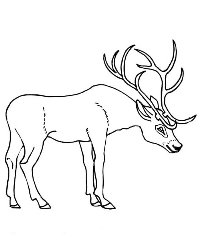 Gambar Rusa Hitam Putih Terbaru | gambarcoloring