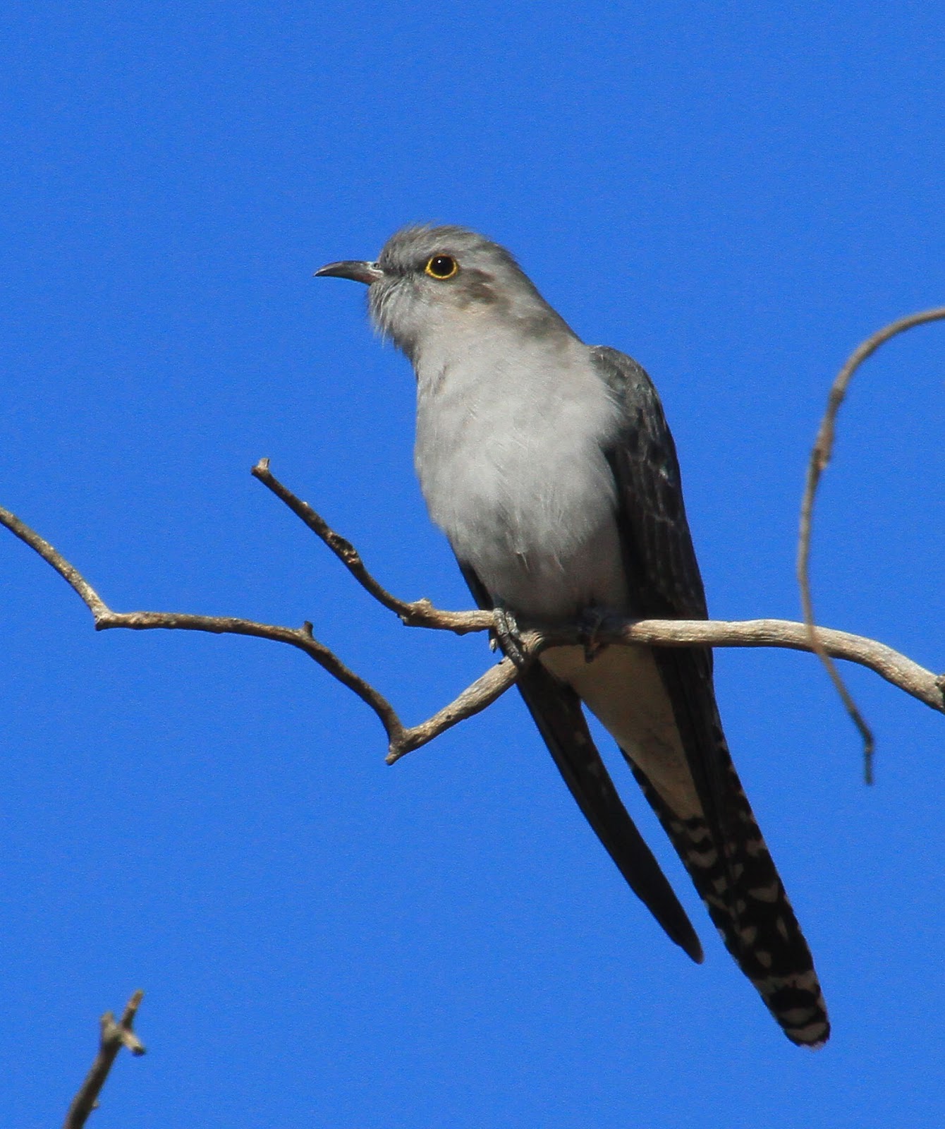 Richard Waring's Birds of Australia: Red-capped Robins dancing ...
