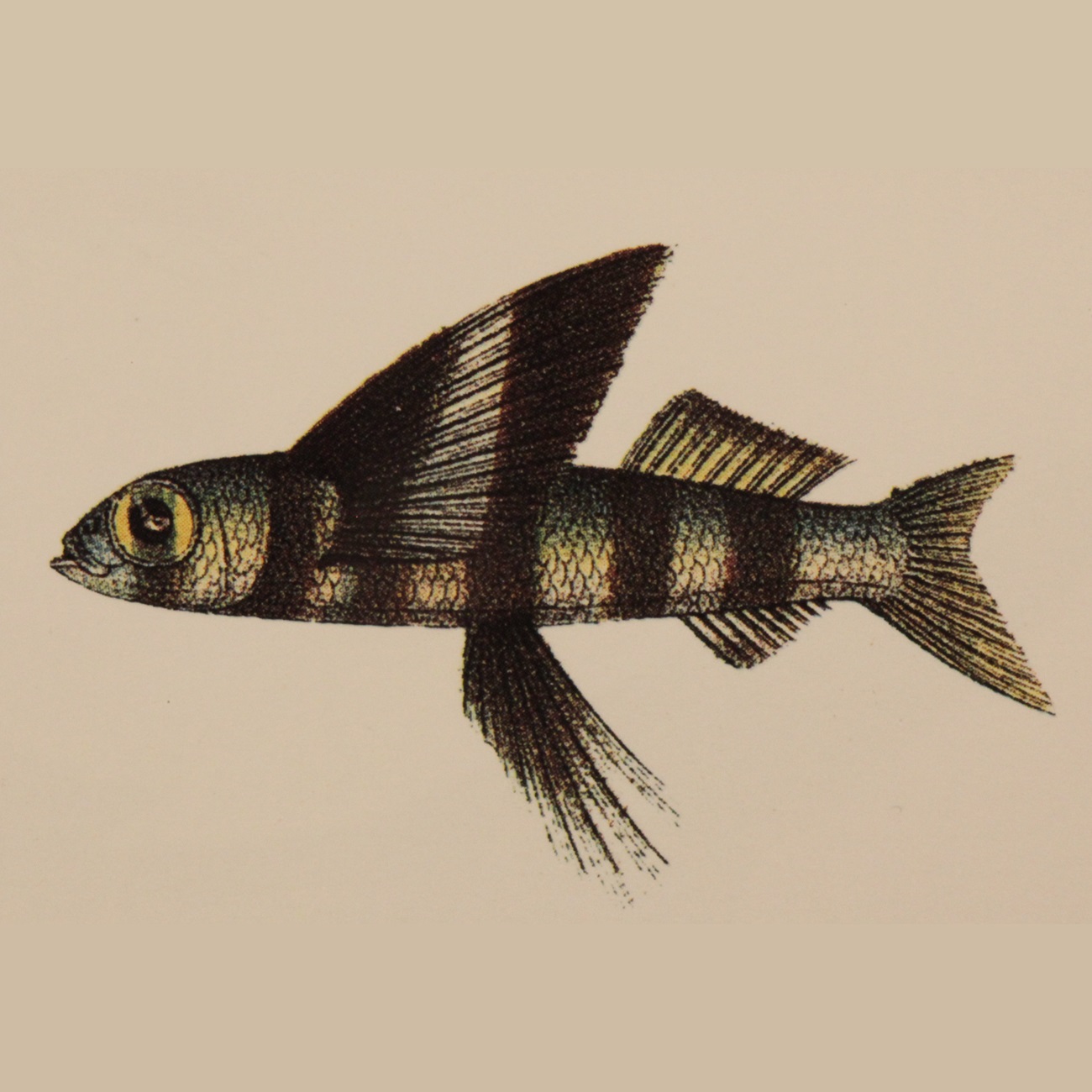Species New to Science: [Ichthyology • 2019] Revision of the Subgenus ...