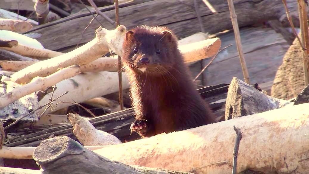 Tales From The Wilds: Crazy Mink Antics at the Nature Preserve