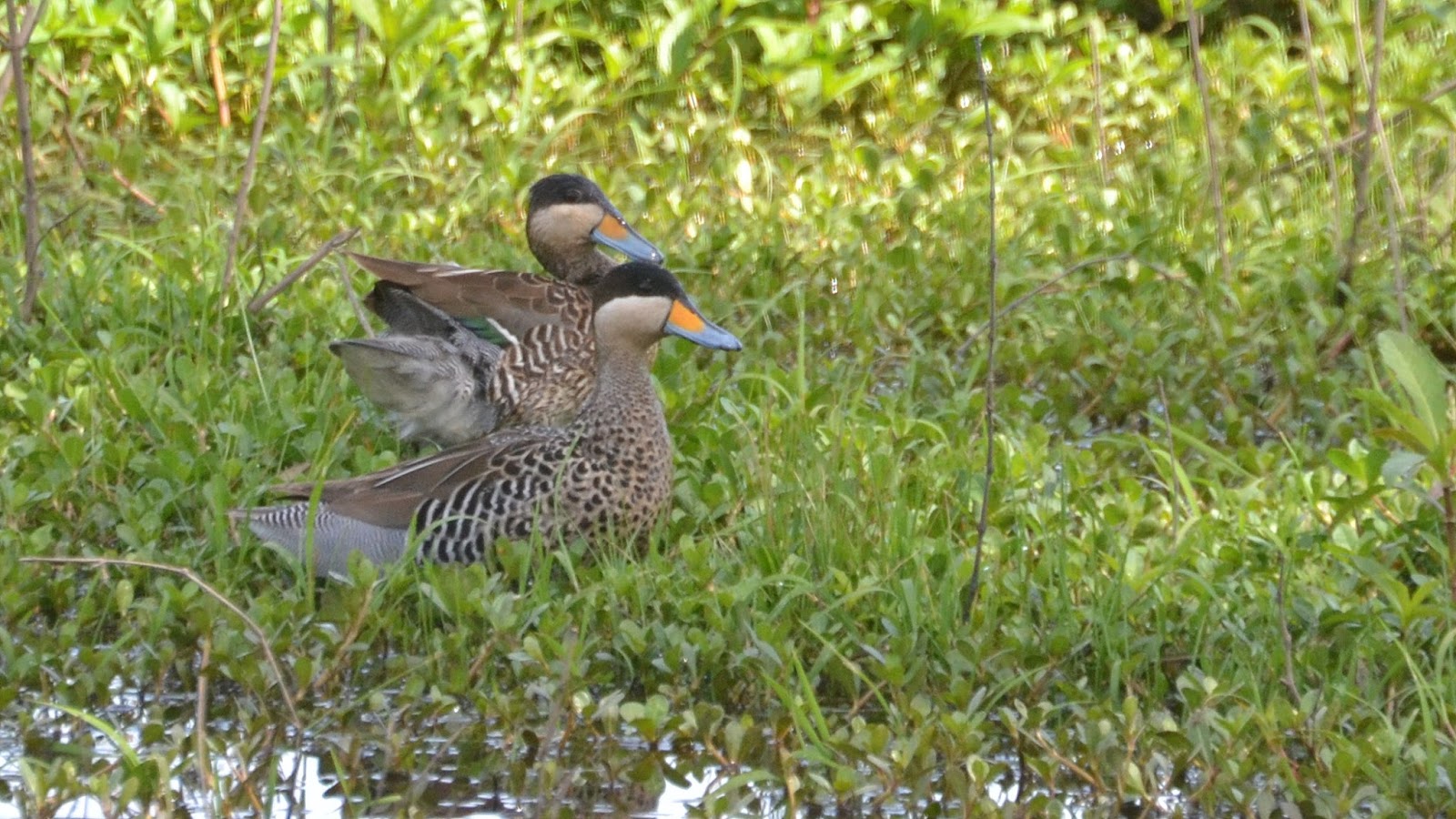 Aves de La Floresta: Pato Capuchino