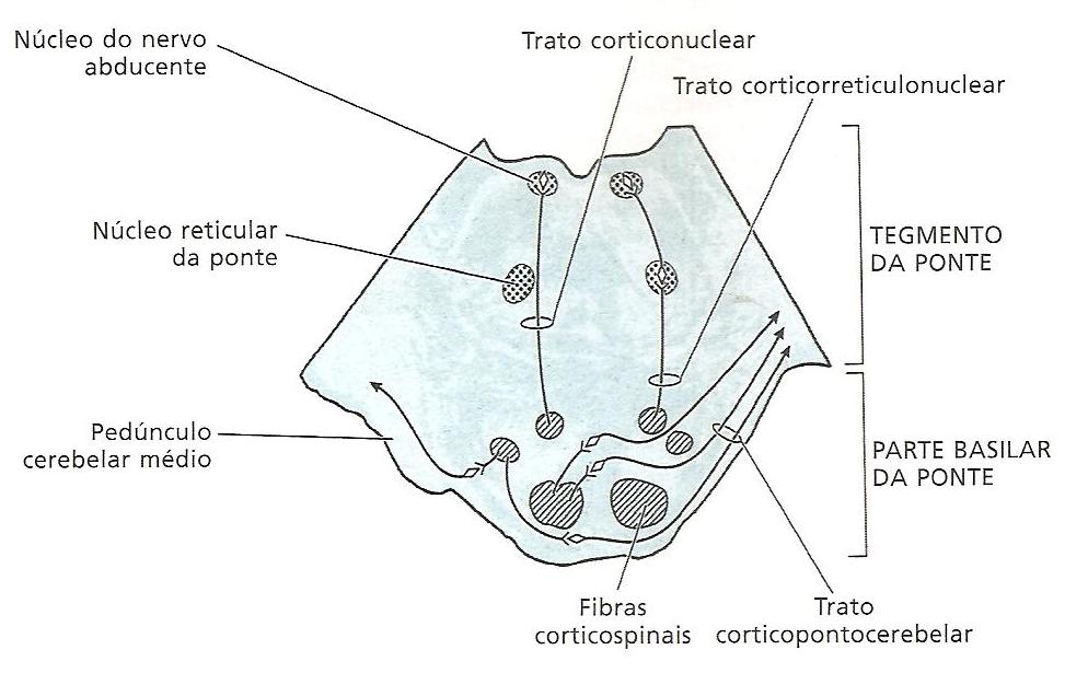 Cogitare Fisioterapia: Correlações Anatomoclínicas da Ponte