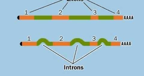 Definition of Intron
