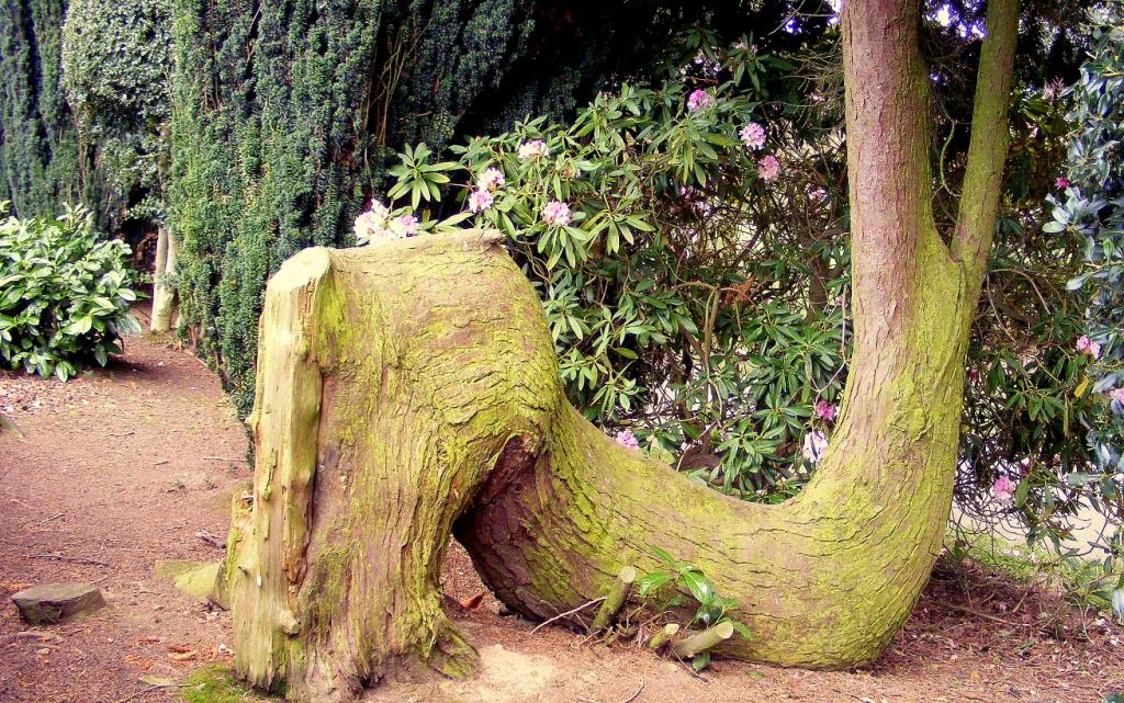 Staffordshire Photo: Is it a tree? A camel?