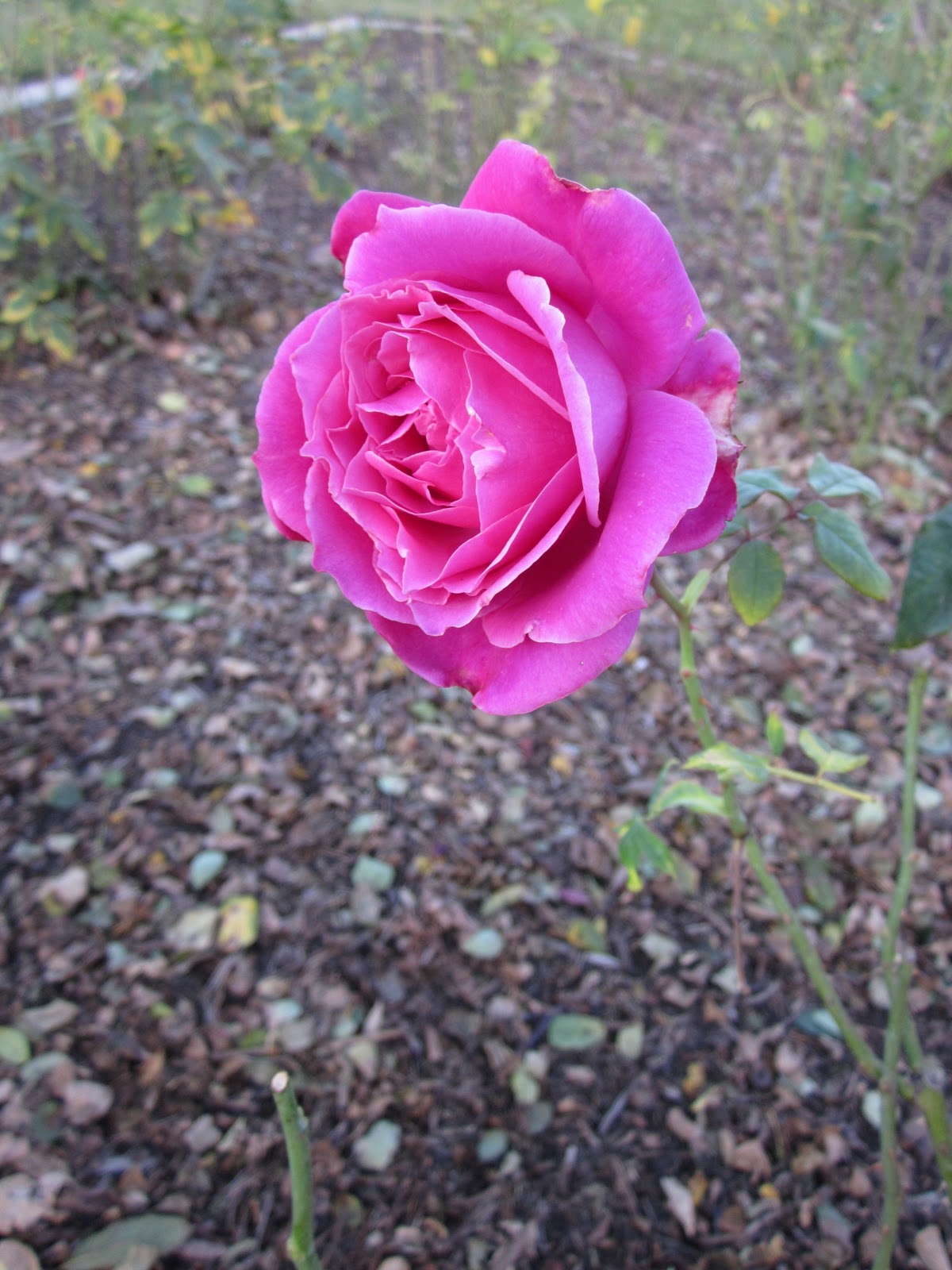 Dancing in the Crossroads: California Roses: Photo Post