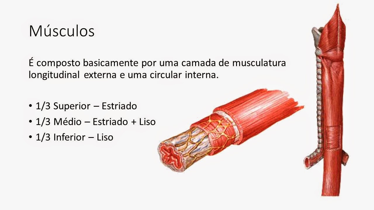 Liga de Anatomia ULBRA: ESÔFAGO
