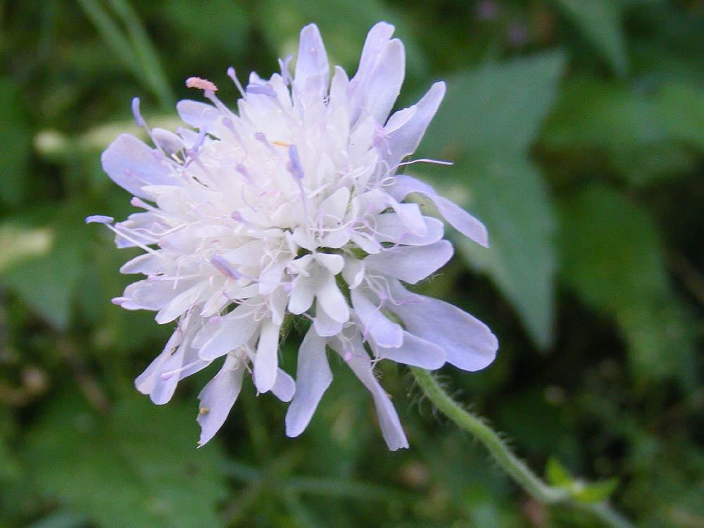 Days on the Claise: Sorting out the Scabious