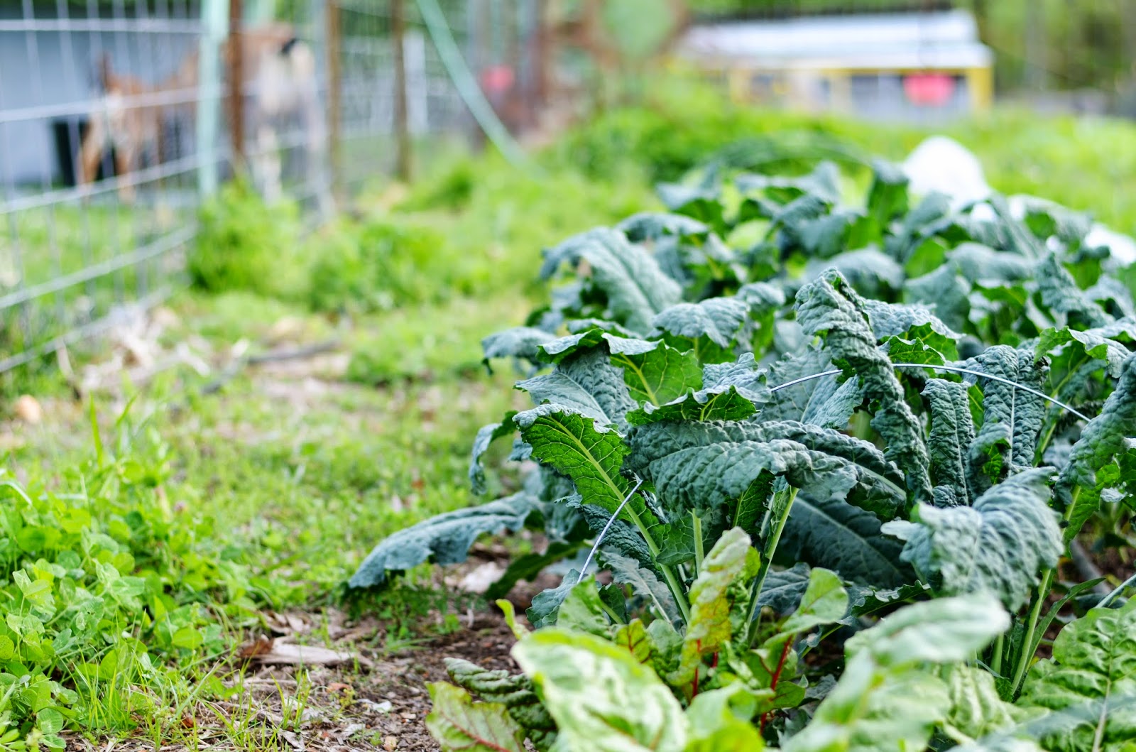 natalie creates: growing greens: a beginner's guide