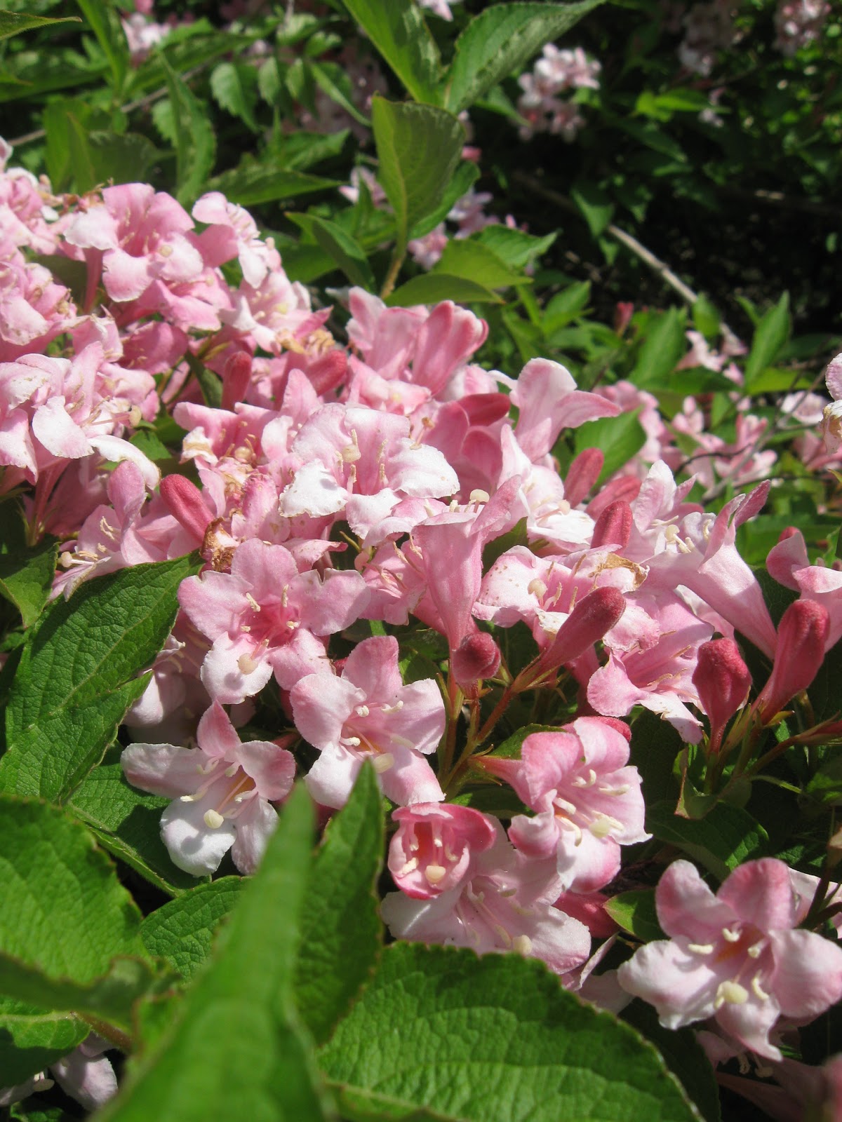 WashingtonGardener: Garden Bloggers' Bloom Day: May Blossoms