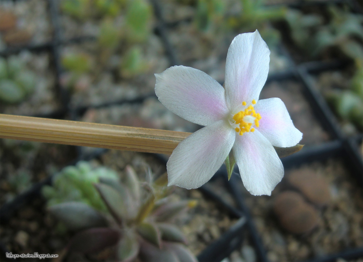 Lithops Stories: Current flowers (7 pics)