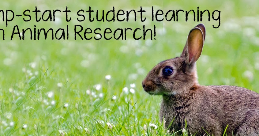 Grade One Snapshots: Animal Research for Primary Students