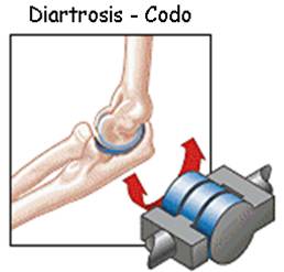Ciencias Naturales: Primaria: Las articulaciones