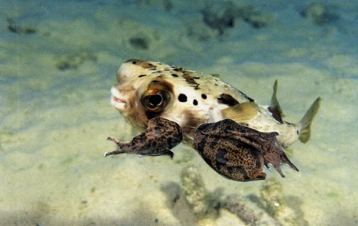 LSI BLOG: Where Fish Became Amphibians (?) -- A New Hypothesis