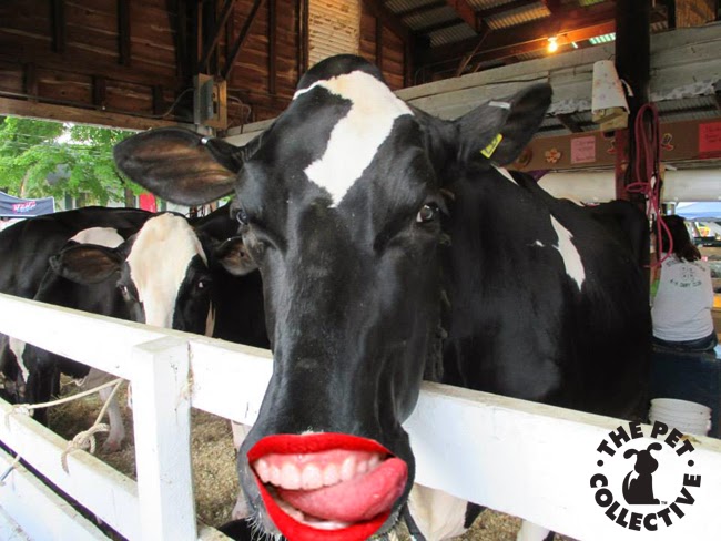 The Bad Boy of Musical Theatre: Moo with Me.