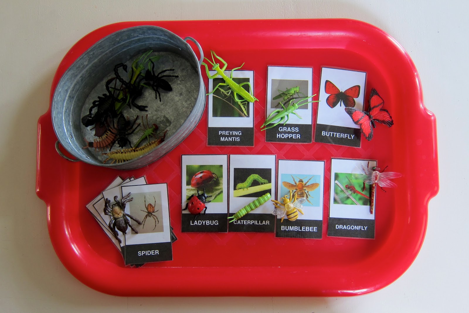 Around Our Schoolroom: Insects, Spiders, and Other Arthropods
