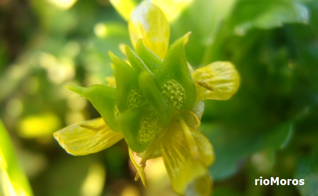 ABROJOS A CUATRO: Ranunculus muricatus | Plantas rioMoros