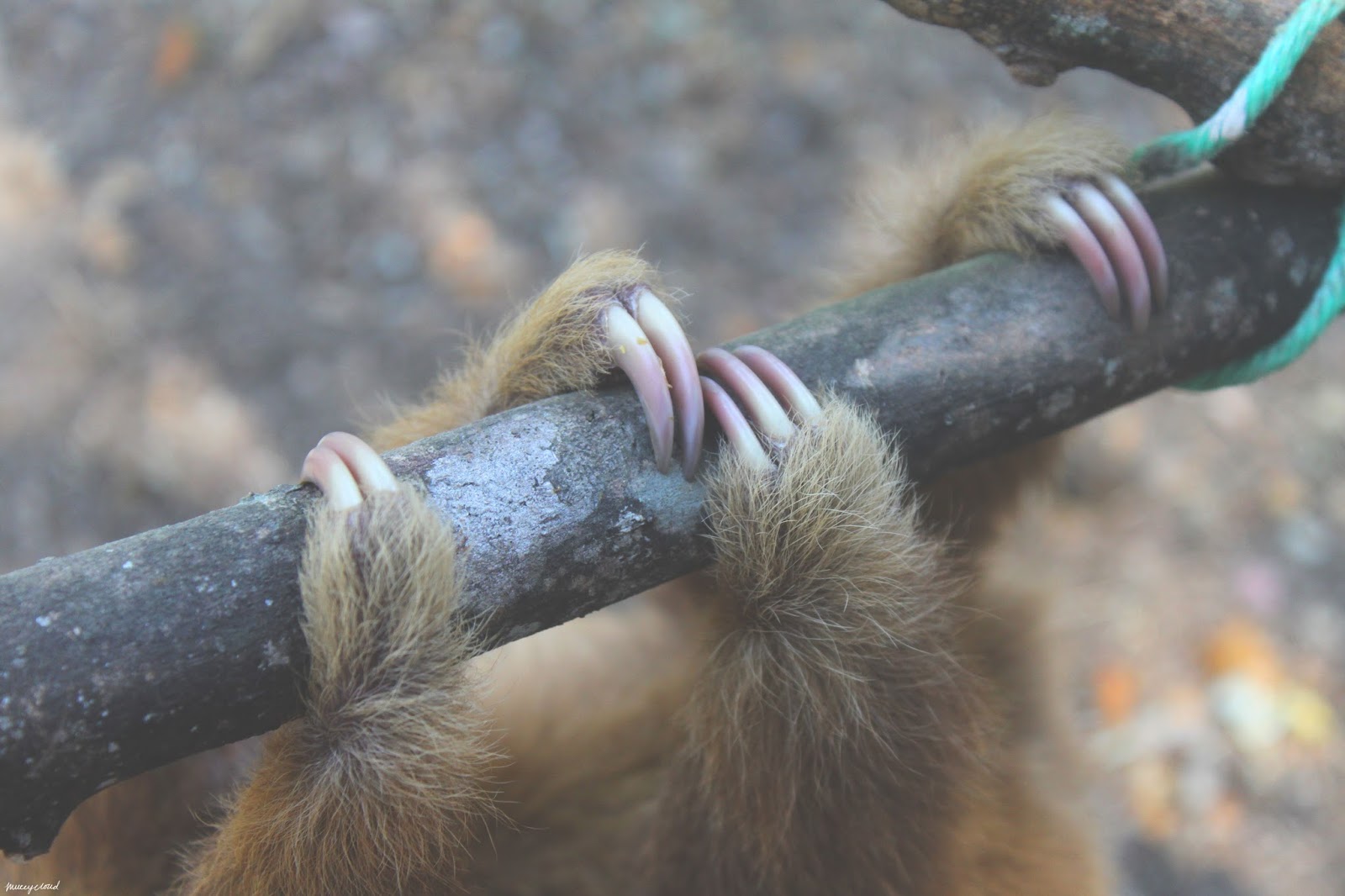 Sloths, Sloths, Sloths!