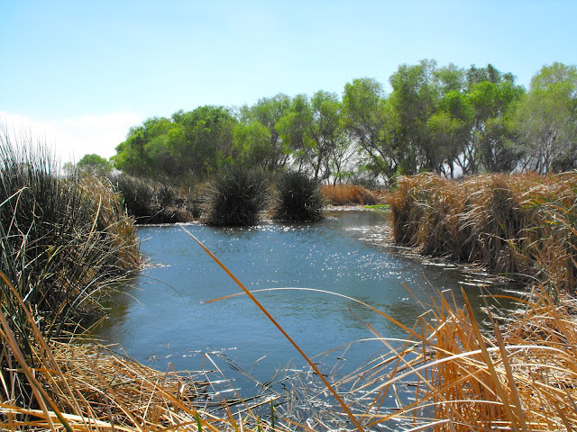 Wanderings through Arizona: Tres Rios Wetlands