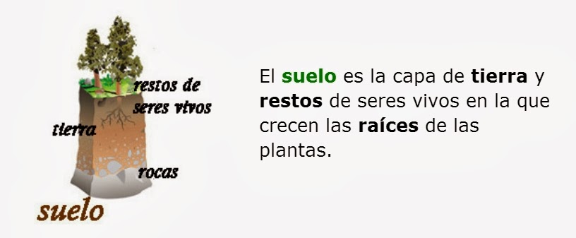 Érase una vez: Las necesidades de las plantas