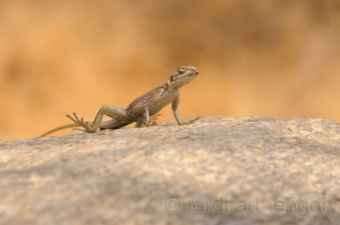 Qüestió de llum: Mjusi kafiri