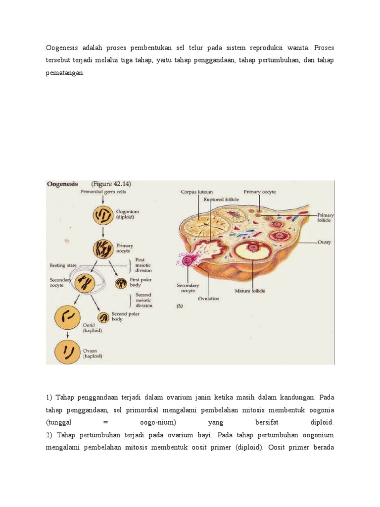 proses oogenesis - wood scribd indo
