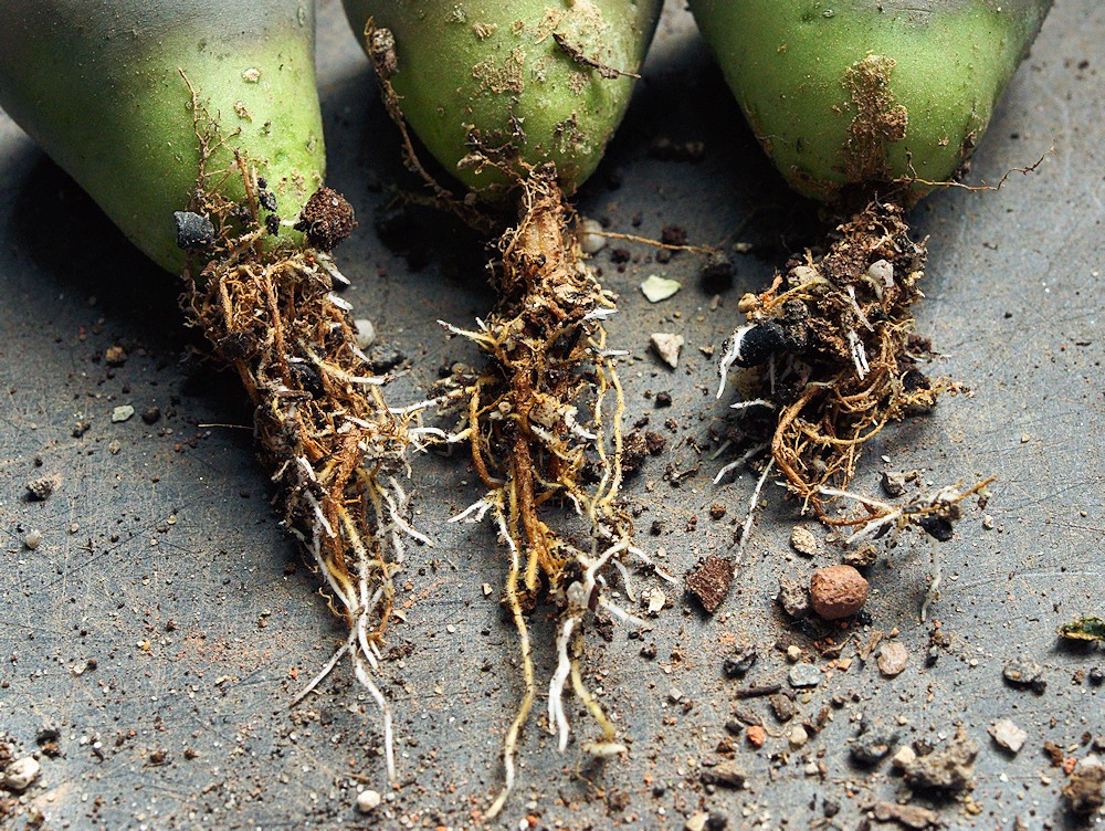 Growing Lithops: Roots