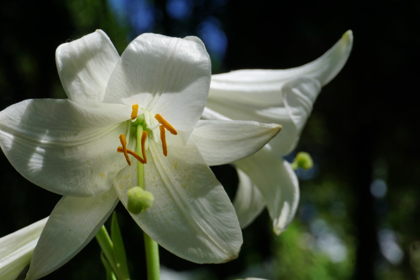 Plantas de Huerta Otea, Salamanca: Azucena blanca (Lilium candidum)