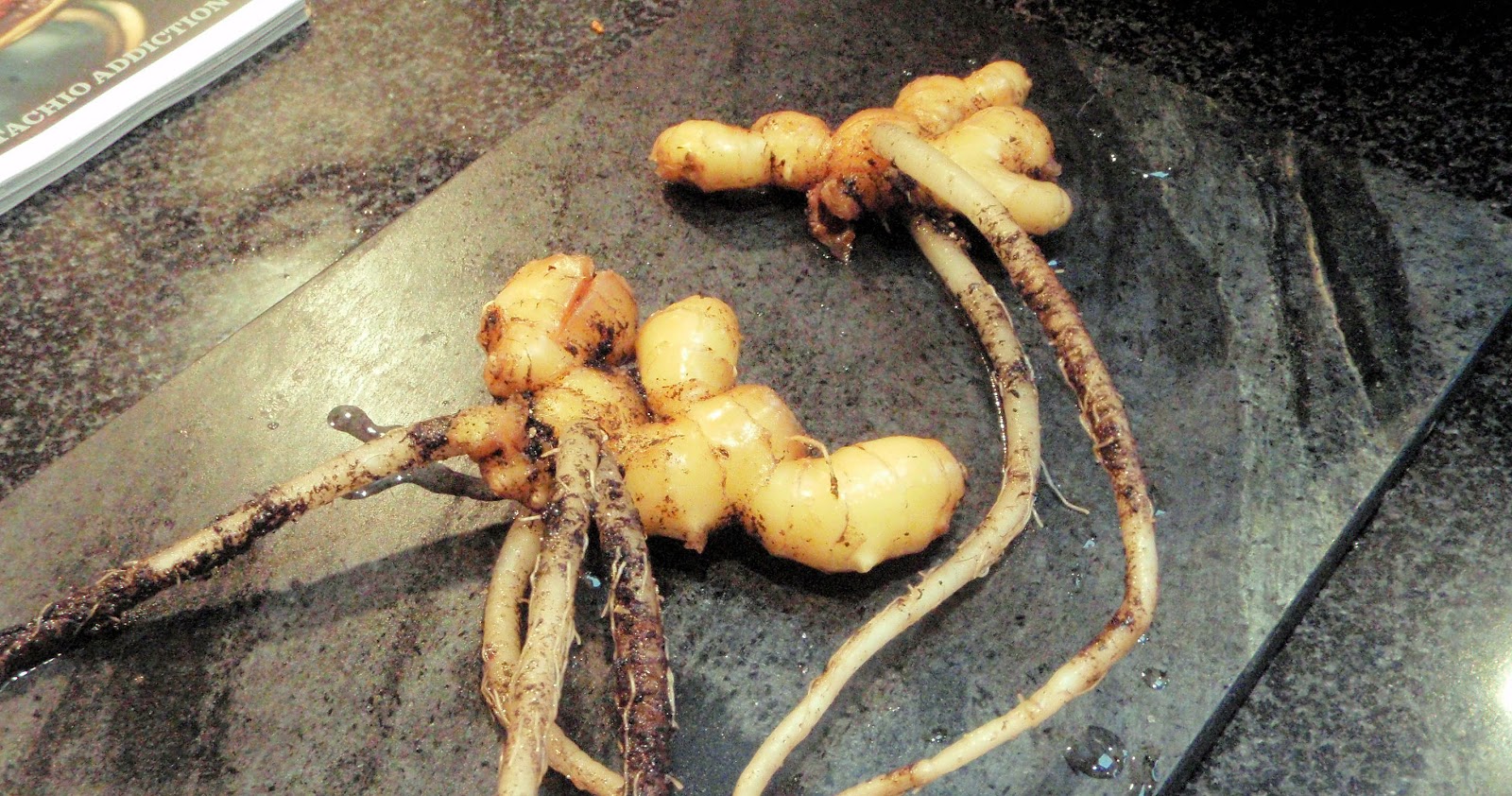 Gourmet Gardening: Growing ginger - the harvest