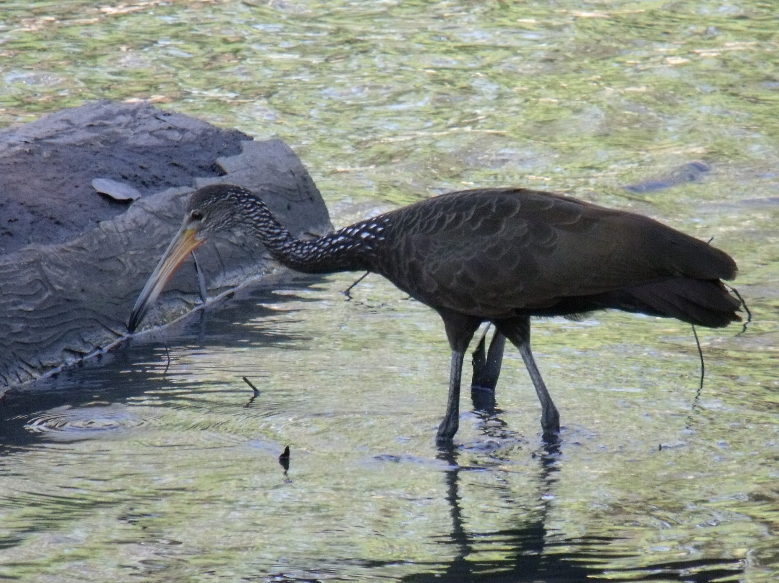 NATURALEZA Y CULTURA: El Carau