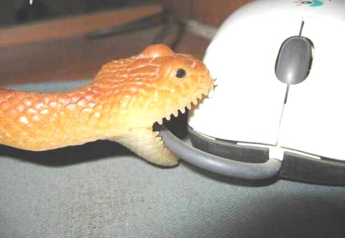 Awetya: Images Funny snake pictures-funny or die snakes