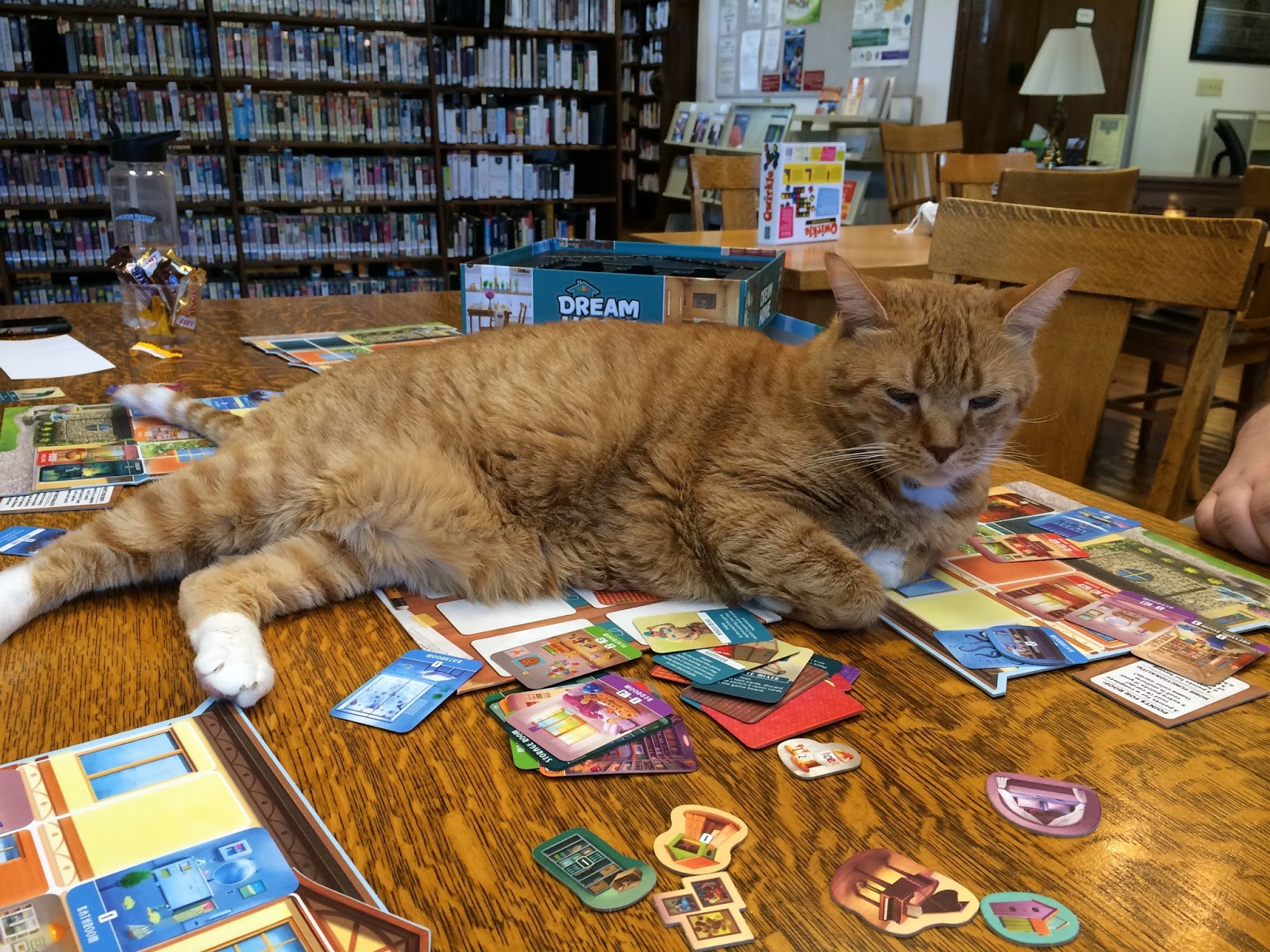 The Adventures of Chance, the Thorntown Library Cat: Game Night ...
