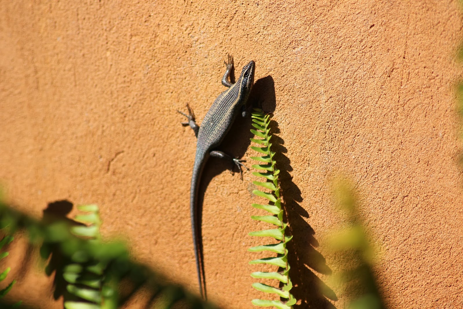 Gardening in Africa: My garden residents