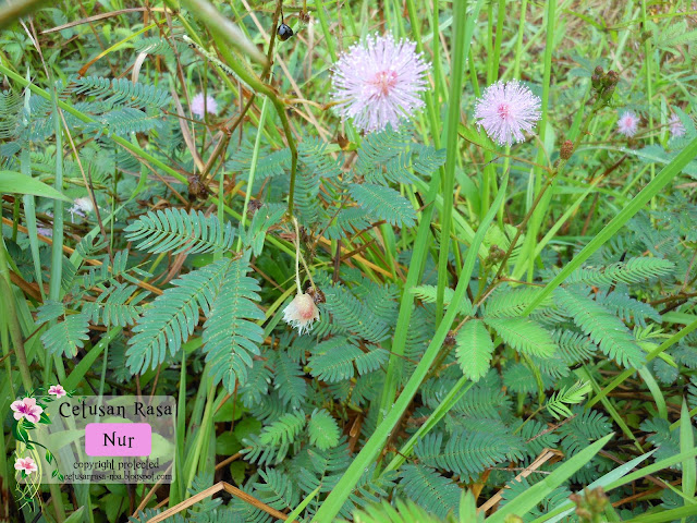 Cetusan Rasa: Contohilah Pohon Semalu