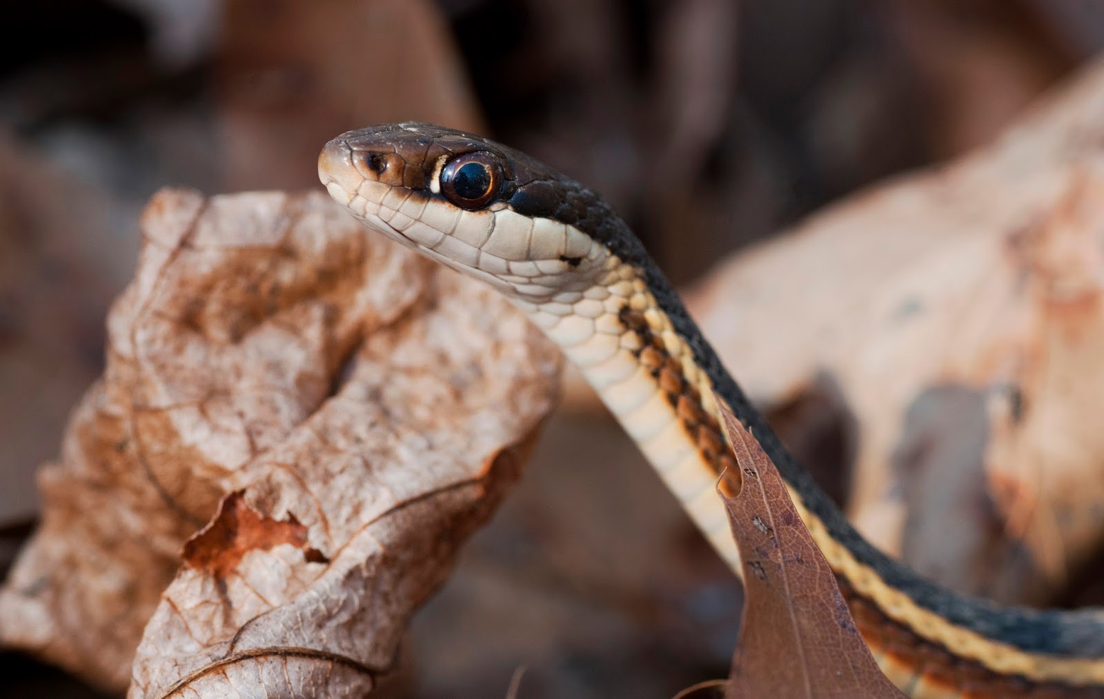 Explorations of an Ecologist: First snakes of the year