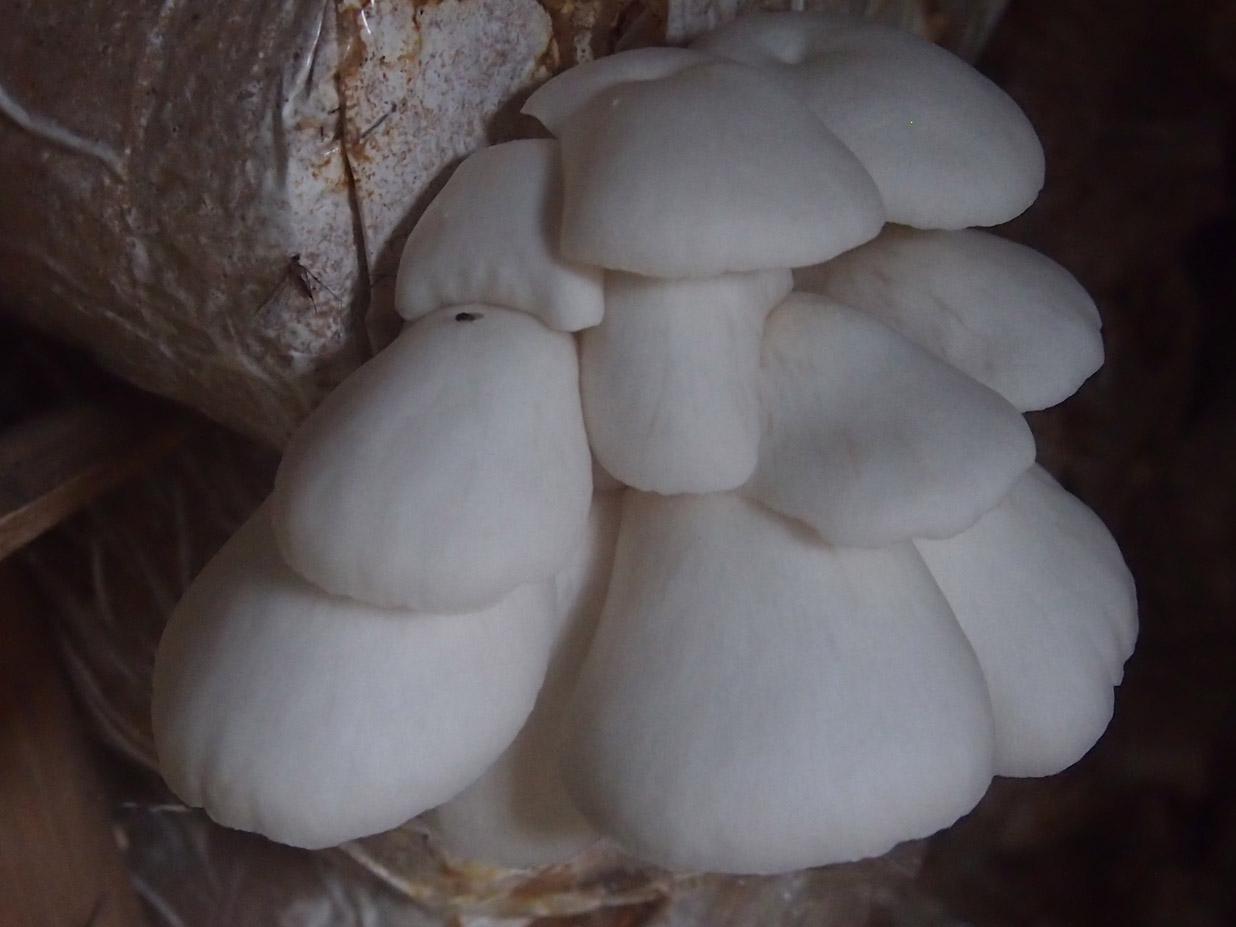 Pusat Bibit Jamur Tiram Murah : PERBEDAAN JAMUR KUPING DAN JAMUR TIRAM