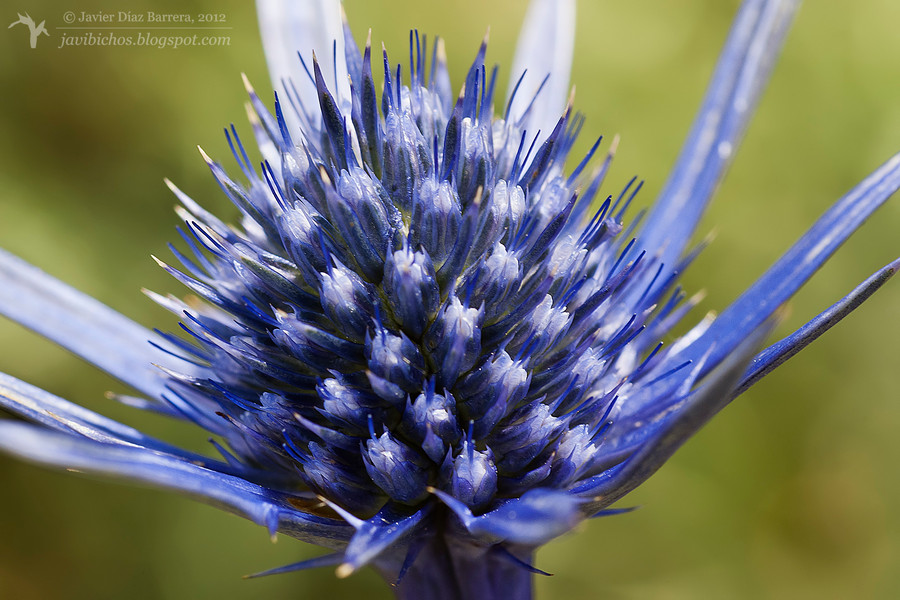 Bichos y plantas de León: Cardo azul