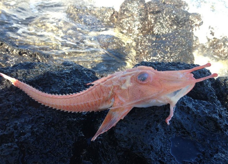 Armored Gurnard - Fishes