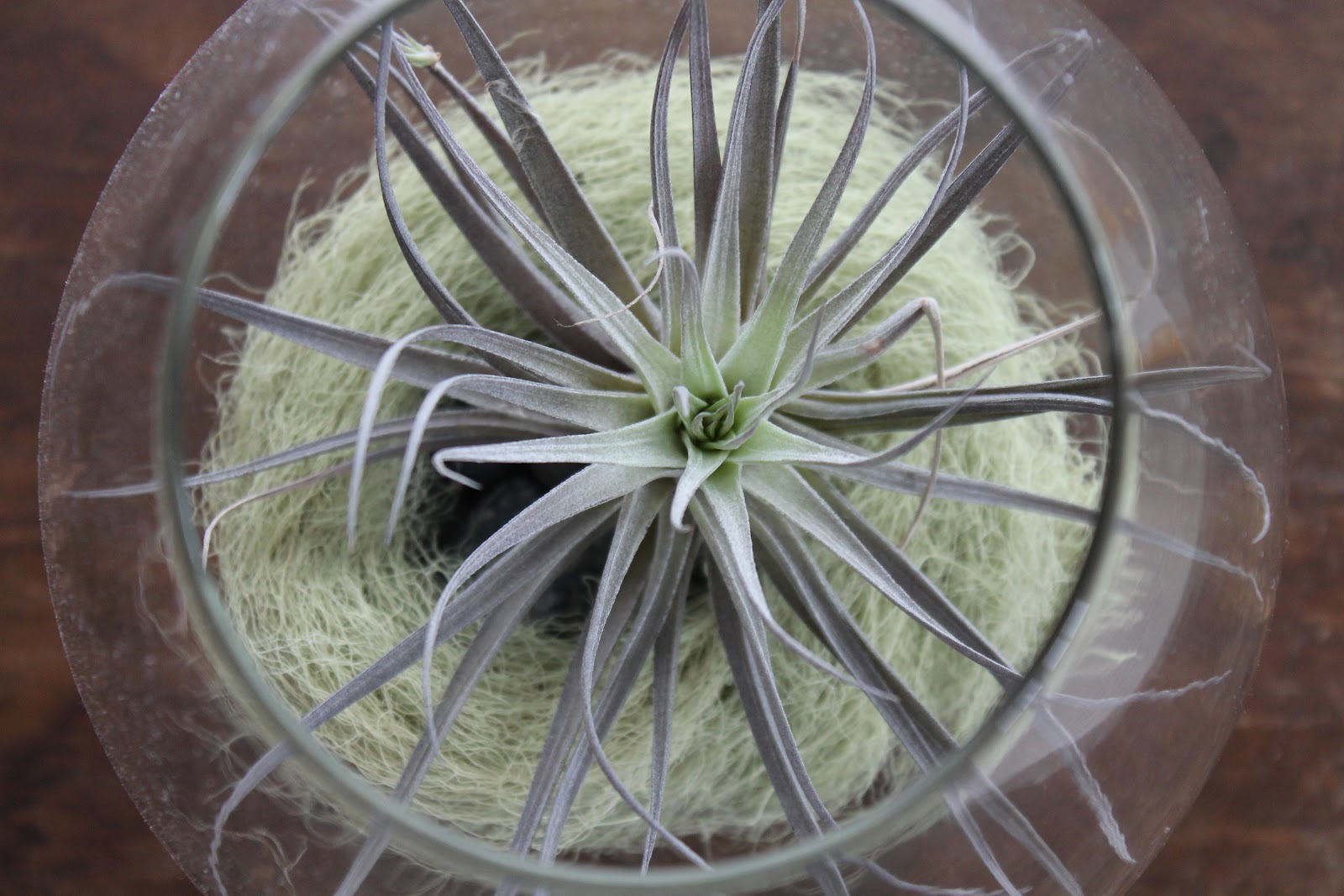 Trillium Design -- Terrariums and Indoor Gardens: Succulents