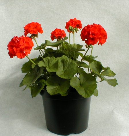 Sobno i baštensko cveće: Muškatle - Pelargonium